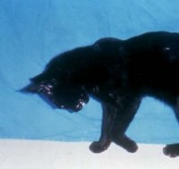 Hypokalemic (low potassium) Polymyopathy in Cats! | Feline Diabetes ...