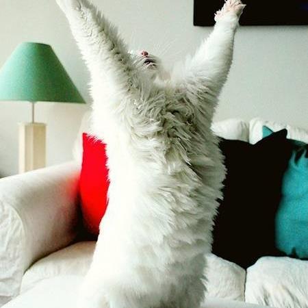 1/8 China AMBG 87, PMBG 95 OTJ Trial day 13!! | Feline Diabetes Message ...