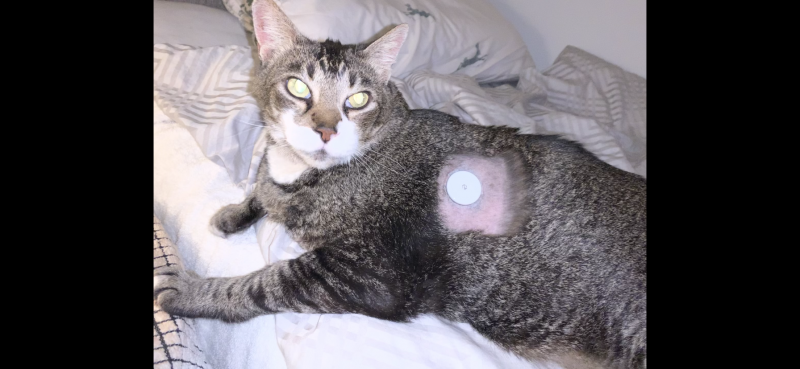 Freestyle Libre Sensor Removal Info W/photo | Feline Diabetes Message ...