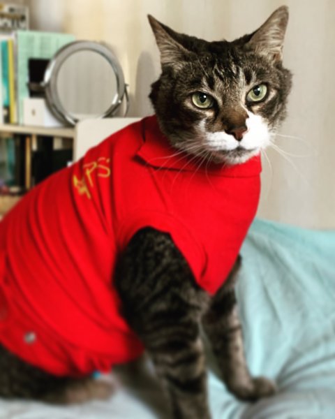 Freestyle Libre Sensor Removal Info W/photo | Feline Diabetes Message ...